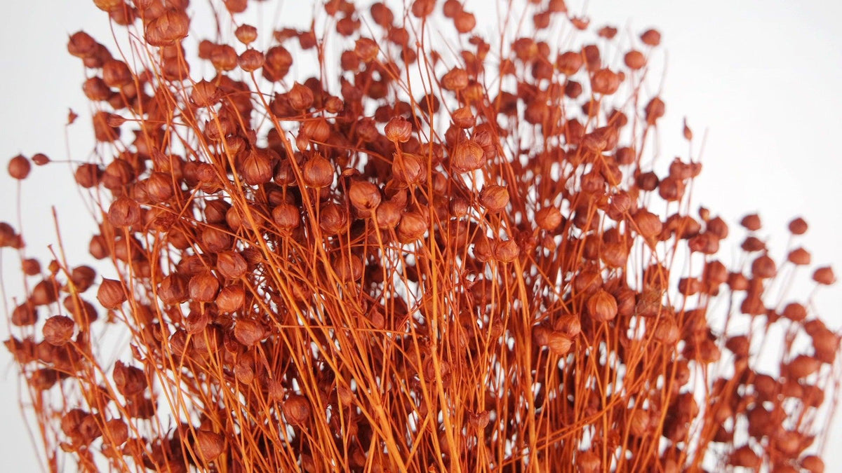 Dried flax - 1 bunch - Terracotta – Si-nature