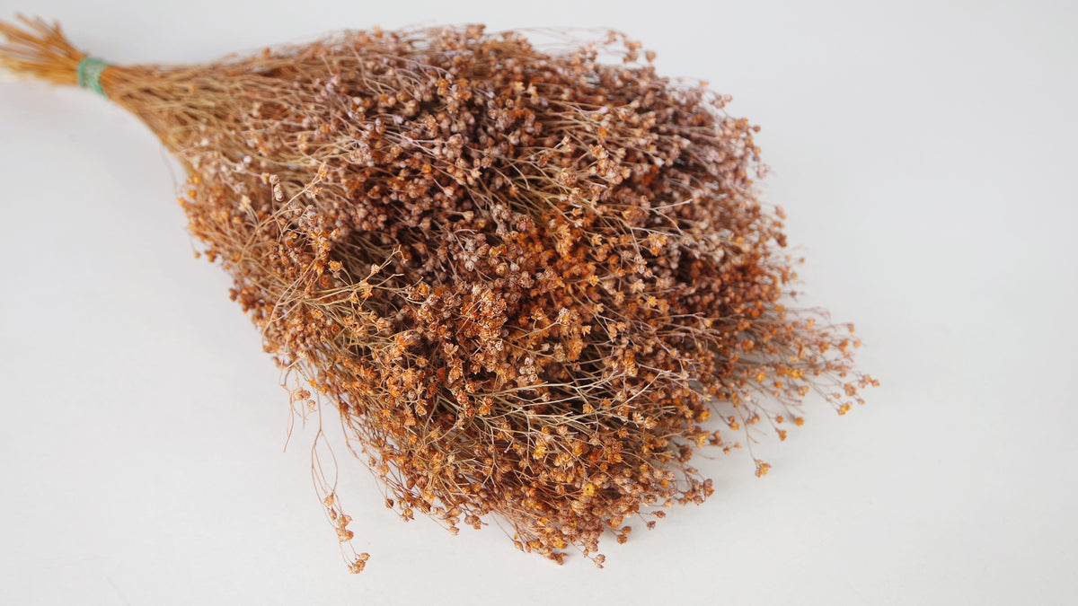 Dried broom bloom - 1 bunch - Frozen orange – Si-nature