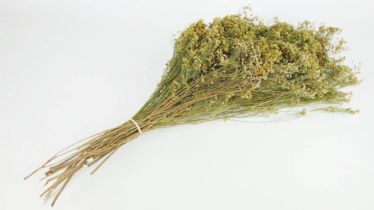 Dried broom bloom Natural colour - Si-nature Wholesale