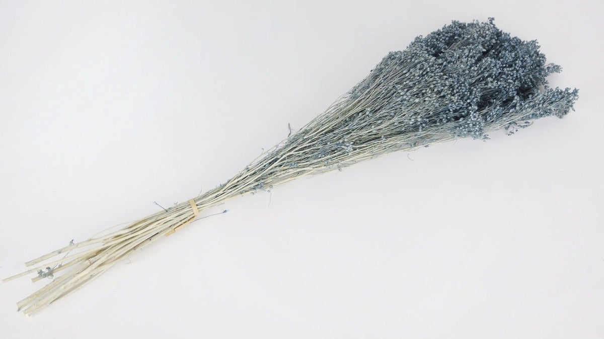 Preserved broom bloom - 1 bunch - Blue grey – Si-nature