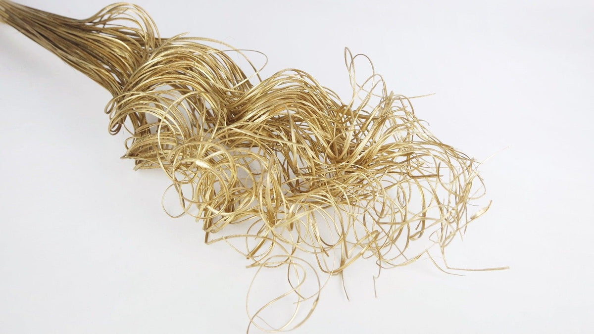 Curly Ting Gold - Si-nature Dried Flowers