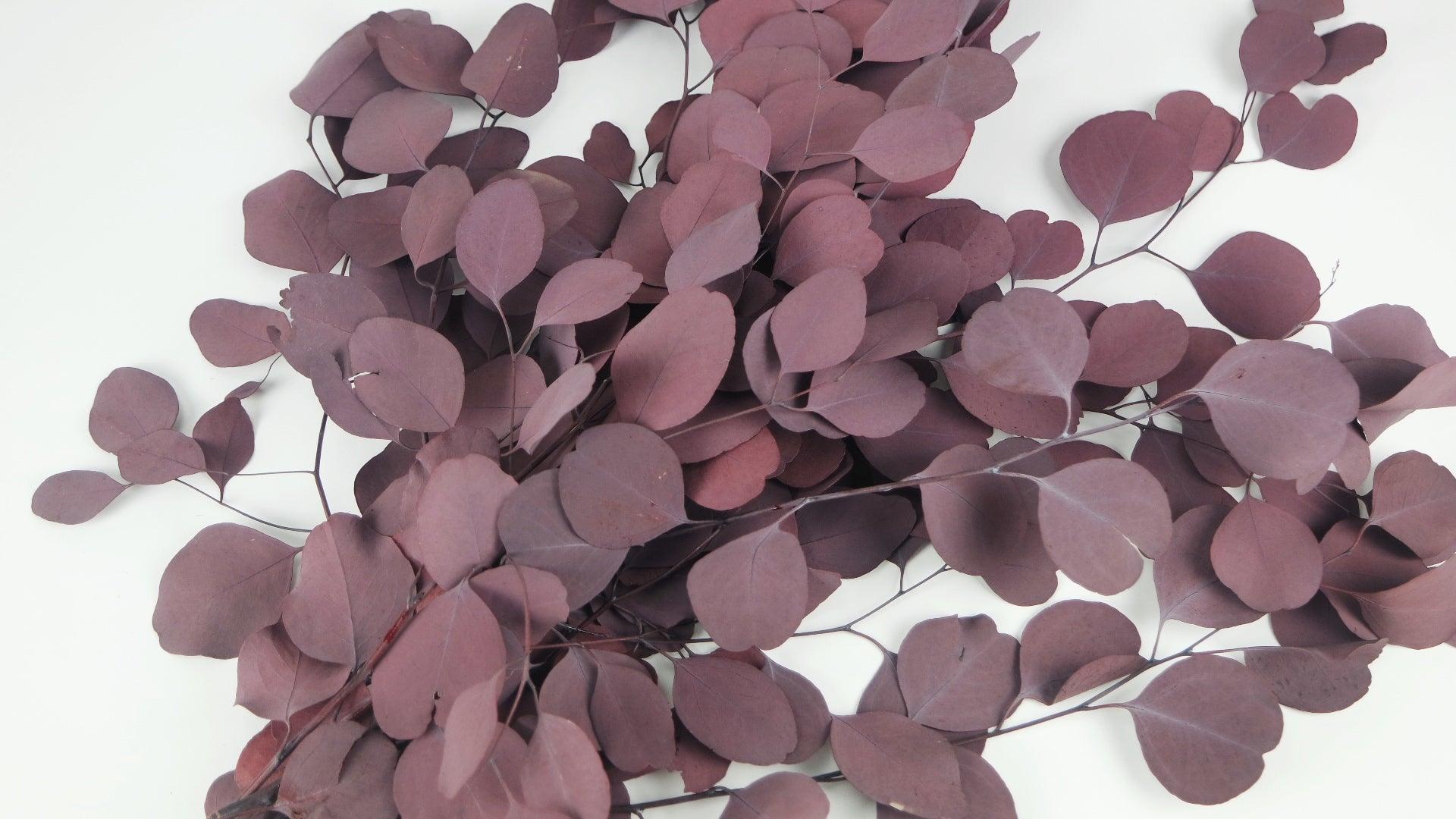 Buy Preserved Eucalyptus Populus Red Online | Stabilised Eucalyptus ...