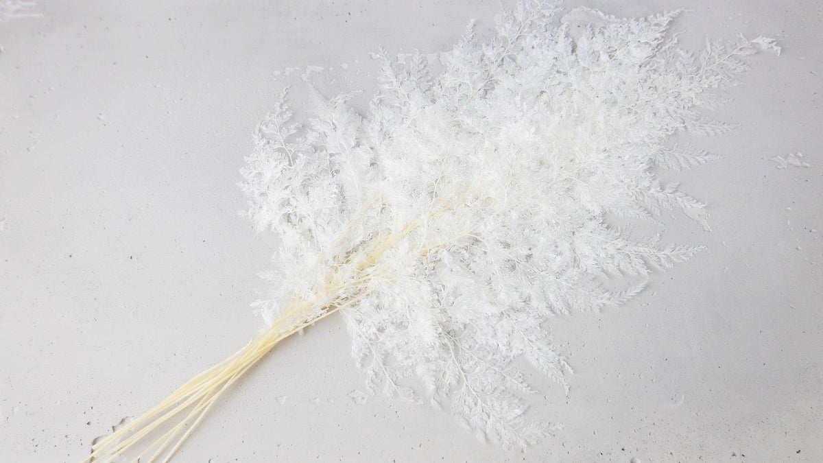 Fern snowflake preserved - 10 stems - White – Si-nature