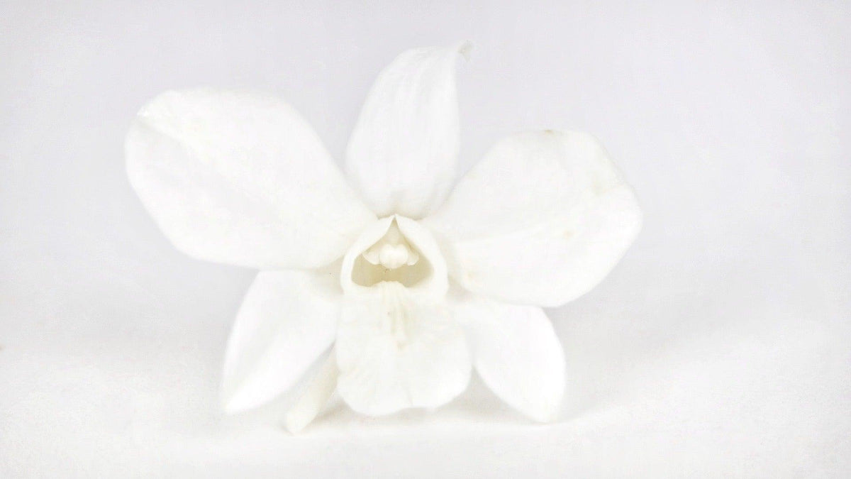 Orchid Dendrobium preserved Earth Matters - 8 heads - Pure white 010 ...