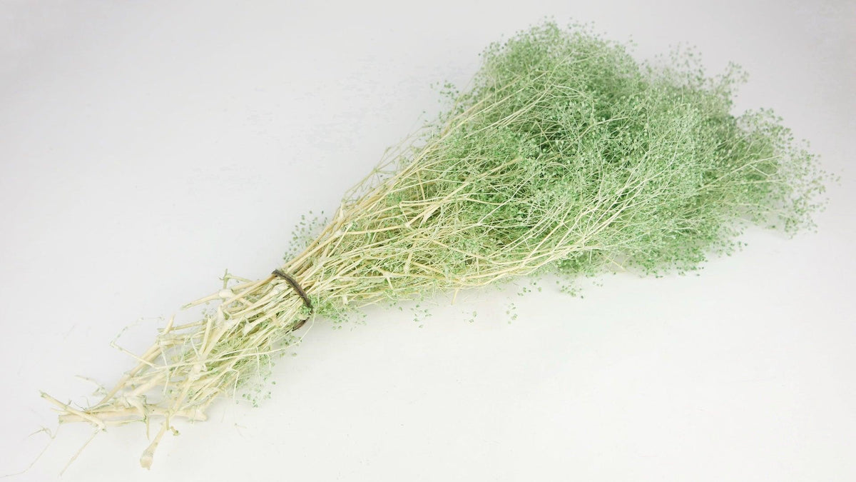 Stabilized Gypsophila Pastel Mint| Natural Preserved Gypsophila Flowers ...