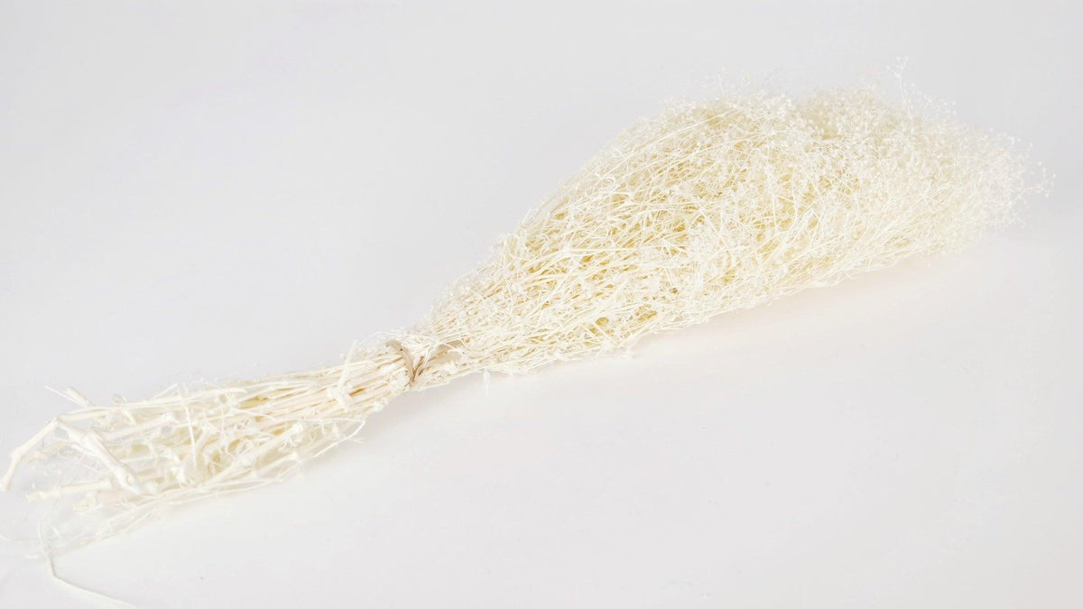 Stabilized Gypsophila White | Natural Preserved Gypsophila Flowers – Si ...