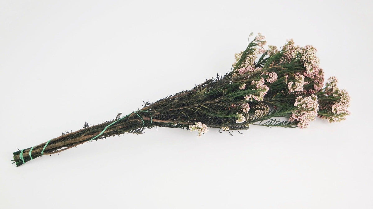 Preserved Rice Flowers White and Pink - Stabilised Rice Flowers – Si-nature