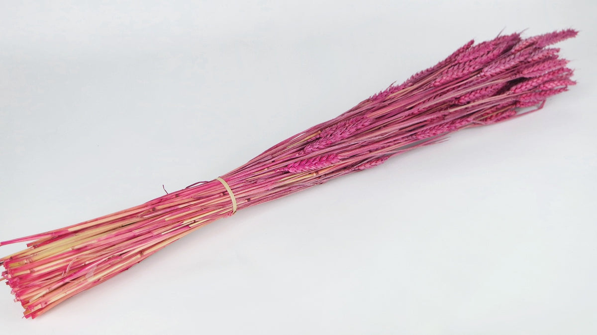 Dried wheat - 1 bunch - Frozen cassis – Si-nature